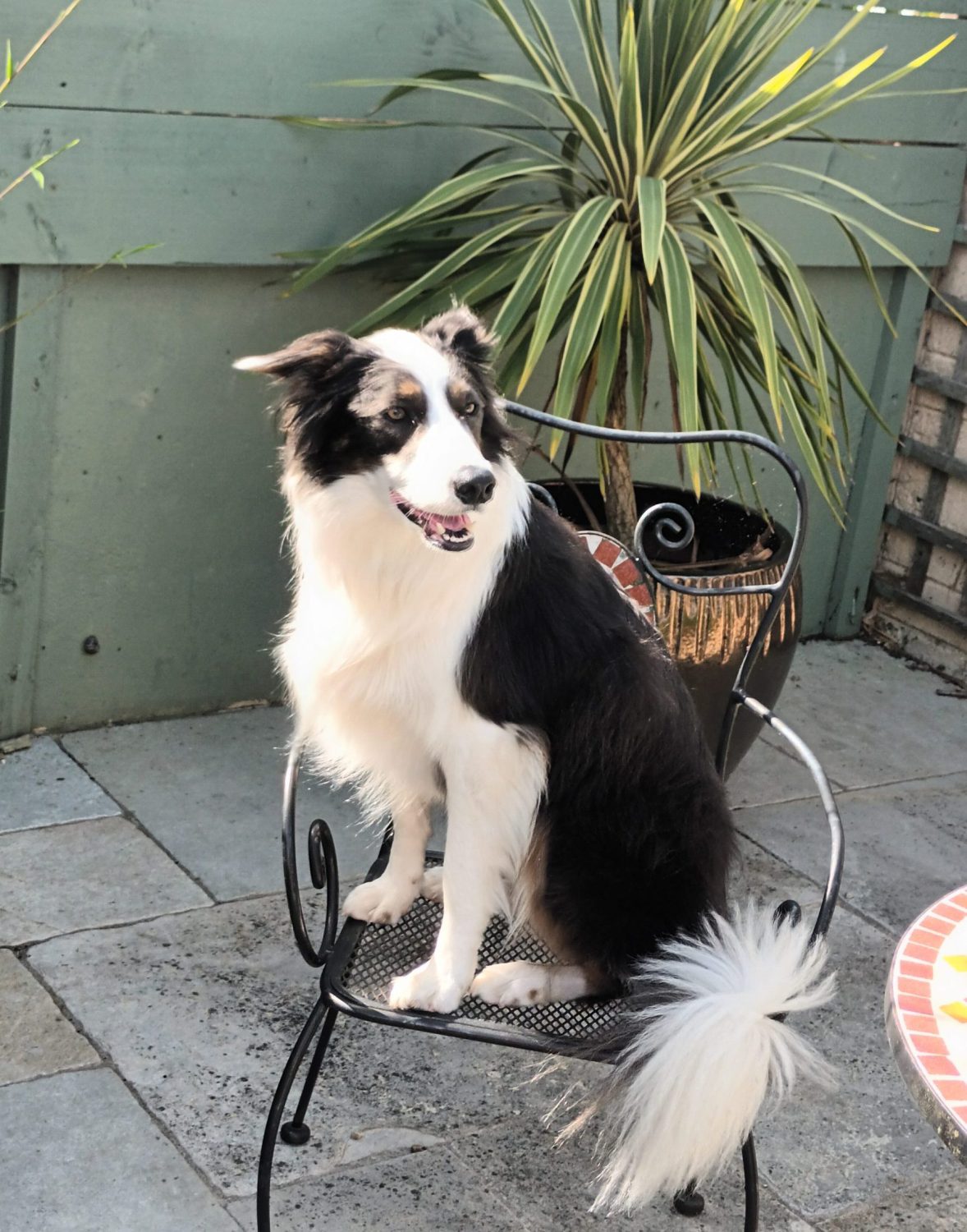 Border Collie available for hire - Urban Paws Ireland