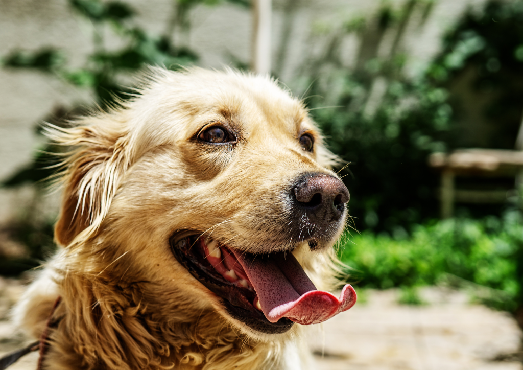 👾 Real vs. CGI: The Advantages of Using Real Animal Talent in ...